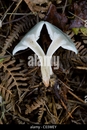aniseed funnel (Clitocybe odora), two fruiting bodies, one of them ...