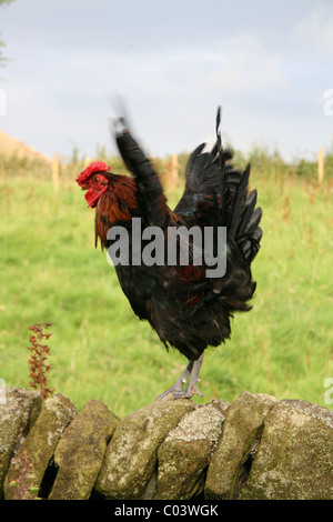 Rooster flapping its wings Stock Photo - Alamy