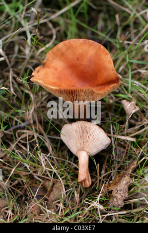 Fungus - Orange Milkcap (Lactarius aurantiacus) according to Mycokey AI ...