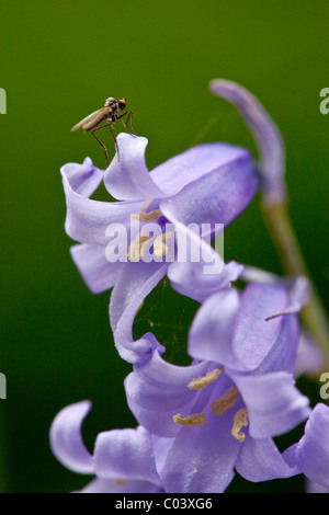 Fly Sitting on a Bluebell drinking water Stock Photo - Alamy