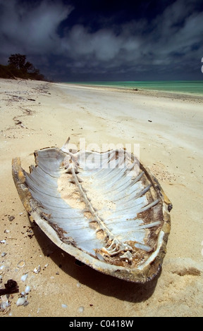 Green Turtle (Chelonia mydas) skeleton on island in Saudi Arabian ...