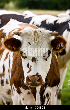 Brown and white French Normandy cow with herd of cattle in a meadow in ...