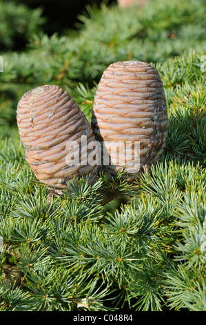 Cedar of Lebanon (Cedrus libani) pine cones growing in May at Calke ...