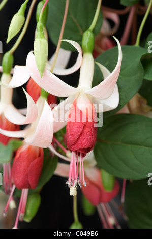 Fuchsia 'Frosted Flame' Stock Photo - Alamy