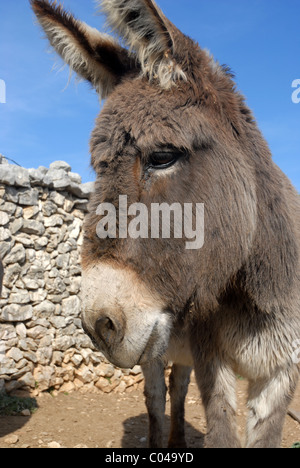 Close up of Spanish donkey Stock Photo - Alamy