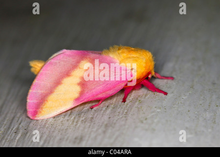 Rosy maple moth (Dryocampa rubicunda), Caterpillar at maple leaf ...
