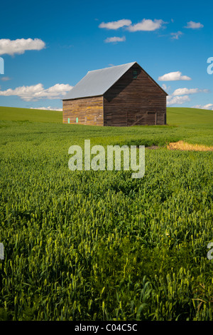 Rolling landscape of wheat fields and red barns viewed from Steptoe ...