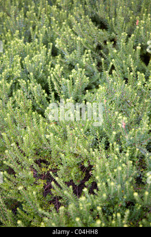 Wild Buchu or Agathosma Ovata at Kirstenbosch in Cape Town Stock Photo ...