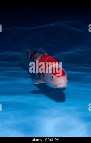 Koi carp breeding. Fish breeder inspecting a Koi carp, a variety of the ...