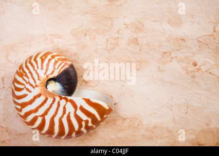 paper nautilus shell on white beach sand and blue seascape background ...