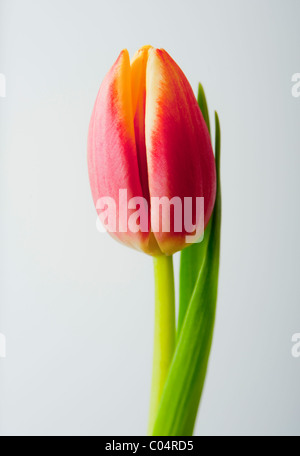Still-Life of pale pink tulips in green vase on windowsill with sheaf ...
