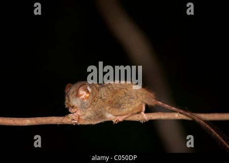 Spectral Tarsier (Tarsius tarsier) feeding on preying mantis in Stock ...