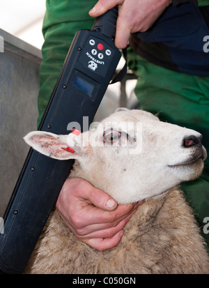 Electronic Identification device (EID) tag reader being used on sheep ...