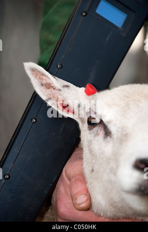 Electronic Identification device (EID) tag reader being used on sheep ...
