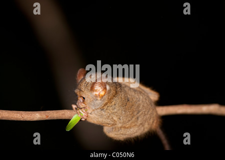 Spectral Tarsier (Tarsius tarsier) feeding on preying mantis in Stock ...