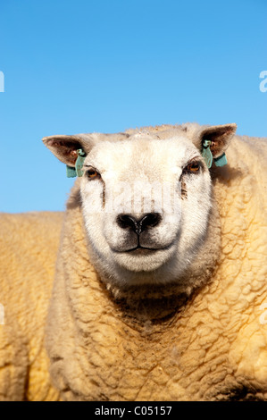 Close up of Beltex ram head Stock Photo - Alamy