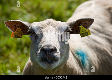French sheep in an apple orchard at Trelly in Normandy, France Stock ...