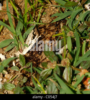 Driver, army, safari ants (Dorylus) crossing a sand patch in a row ...