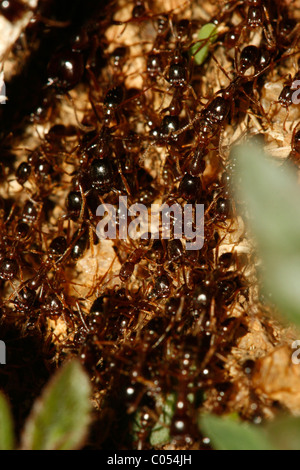 Driver, Army or Safari Ants (Dorylus sp. ). Workers and bigger soldier ...