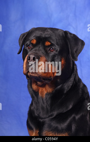 Vertical portrait of a black and brown Rottweiler with its mouth open ...