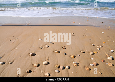 Shell and surf. Sea shells on the ocean, thrown out by the waves of the ...