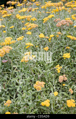 iMphepho plant or Helichrysum Odoratissimum at Kirstenbosch - Cape Town ...