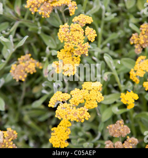 iMphepho plant or Helichrysum Odoratissimum at Kirstenbosch - Cape Town ...
