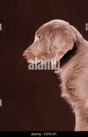 Profile of a weimaraner puppy, a side view of the head Stock Photo - Alamy