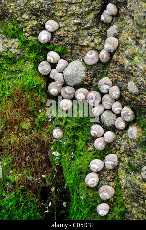 Sea rock snails in a rock Stock Photo - Alamy