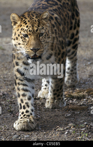 Male Amur leopard walking towards camera Stock Photo - Alamy