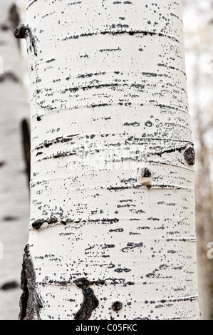 Aspen trees showing fall colors, Aspen Vista Trail, Santa Fe National ...