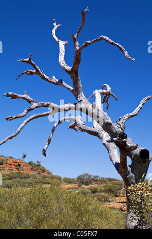 in australia the outback canyon and the dead tree near mountain in the ...