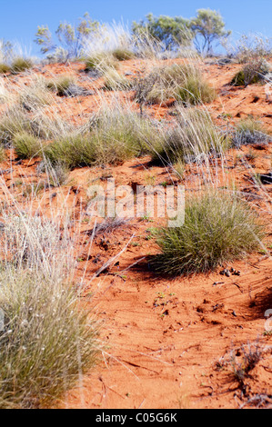 tree, australia, steppe, dryness, drought, outback, scenery ...