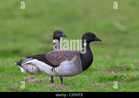 Two pale-bellied Brent Geese (Branta bernicla hrota) flying with their ...