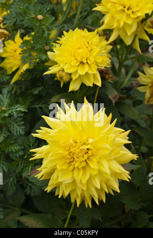 Japanese Rose, Jew's Mallow, Jews Mallow (Kerria japonica 'Plenifolia ...