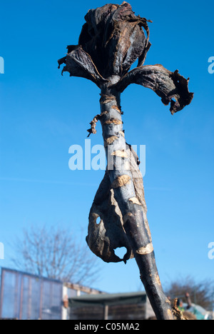 Frost damaged cabbage crop Stock Photo - Alamy