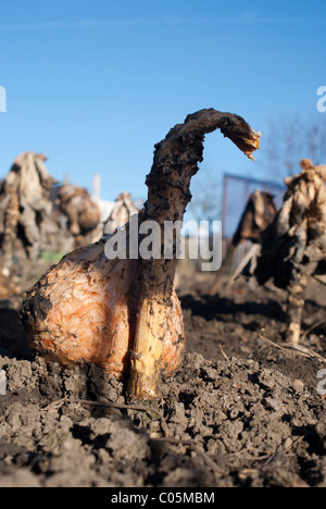 Frost damaged cabbage crop Stock Photo - Alamy