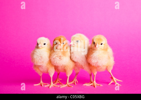 Easter chickens on pink background Stock Photo - Alamy