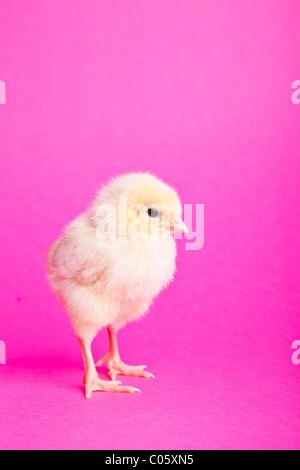 Easter chickens on pink background Stock Photo - Alamy