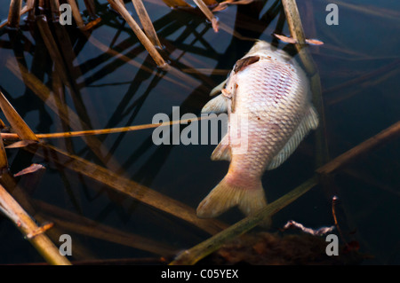 Dead Carp floating in a lake Stock Photo - Alamy