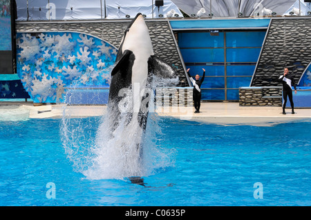 Killer Whale or Orca jumping with female trainer, SeaWorld, San Diego ...