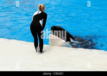 Trained Orca or Killer Whale (Orcinus orca), Shamu Stadium, SeaWorld ...