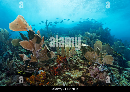 Caribbean Coral Reef with Venus Sea Fan, Gorgonia flabellum, Turneffe ...