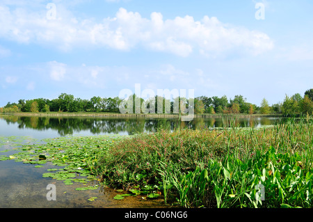 Forest lake and green meadow near the water in sunny day Stock Photo ...