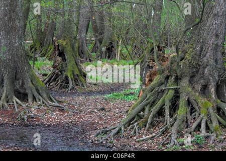 Common Alder Alnus glutinosa exposed roots growing alder carr wet ...