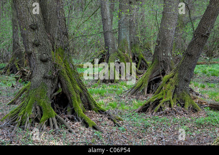 Common Alder Alnus glutinosa exposed roots growing alder carr wet ...