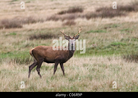 Red stag posing against a moorland background Stock Photo - Alamy