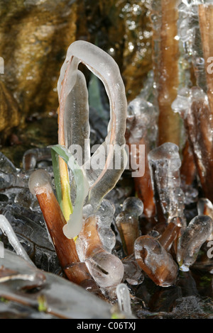 Leaves encased in ice Stock Photo - Alamy
