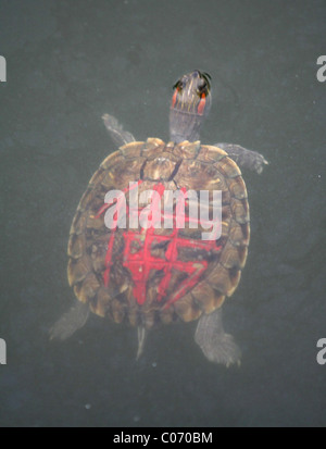 SHELL-SCRIBED These tortoises all carry a sacred meaning on their backs ...