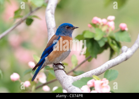 Western Bluebird Perching in Apple Tree Flowers Stock Photo - Alamy